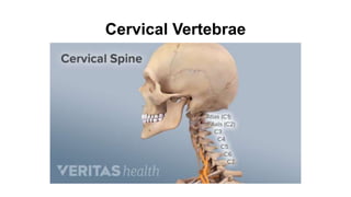 Cervical Vertebrae Spine-health, 41% OFF | pinnaxis.com