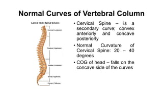 Cervical spine | PPT