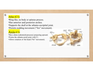 cervical spine.docx Cervical Spine Imaging Techniques | DOCX