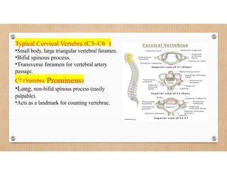 cervical spine.docx Cervical Spine Imaging Techniques | DOCX