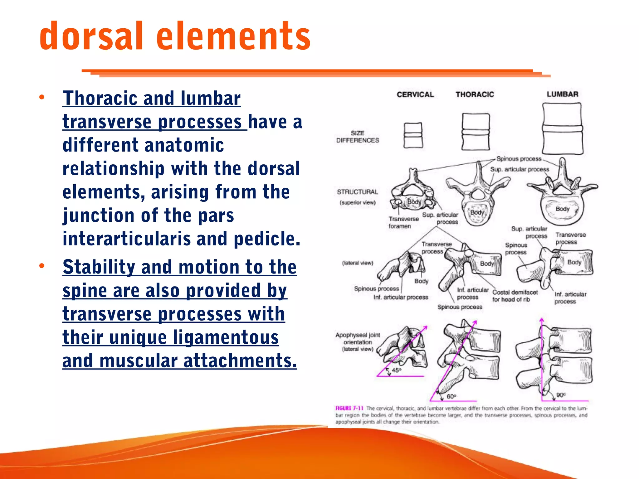 Cervical spine anatomy | PPT