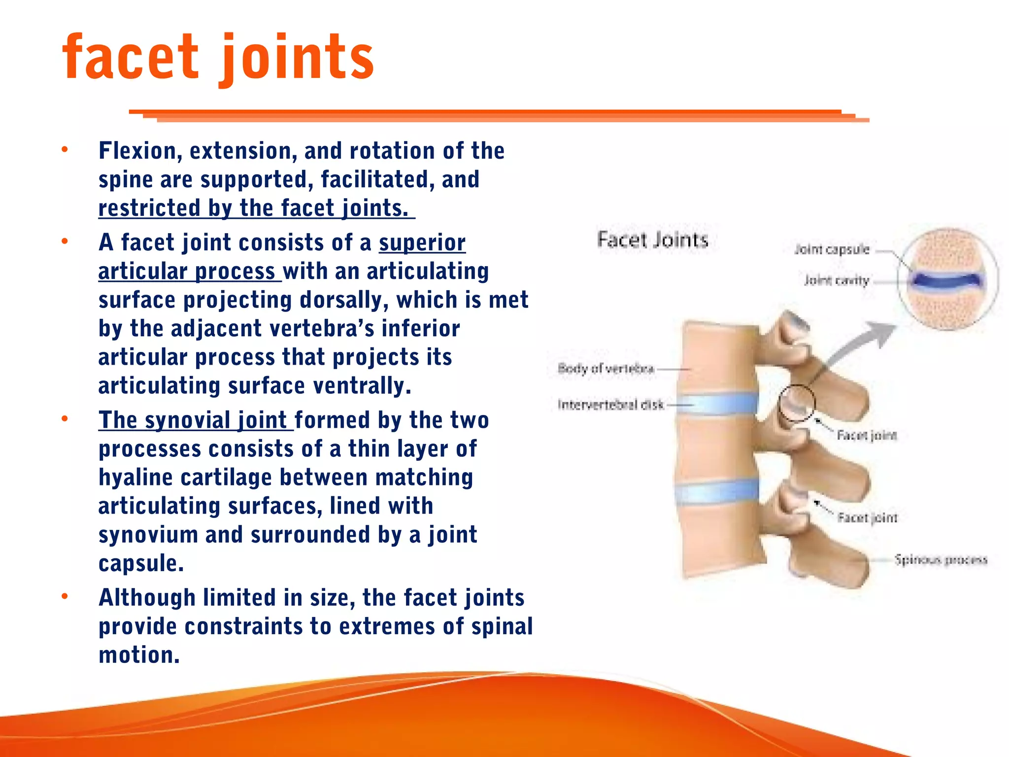 Cervical spine anatomy | PPT