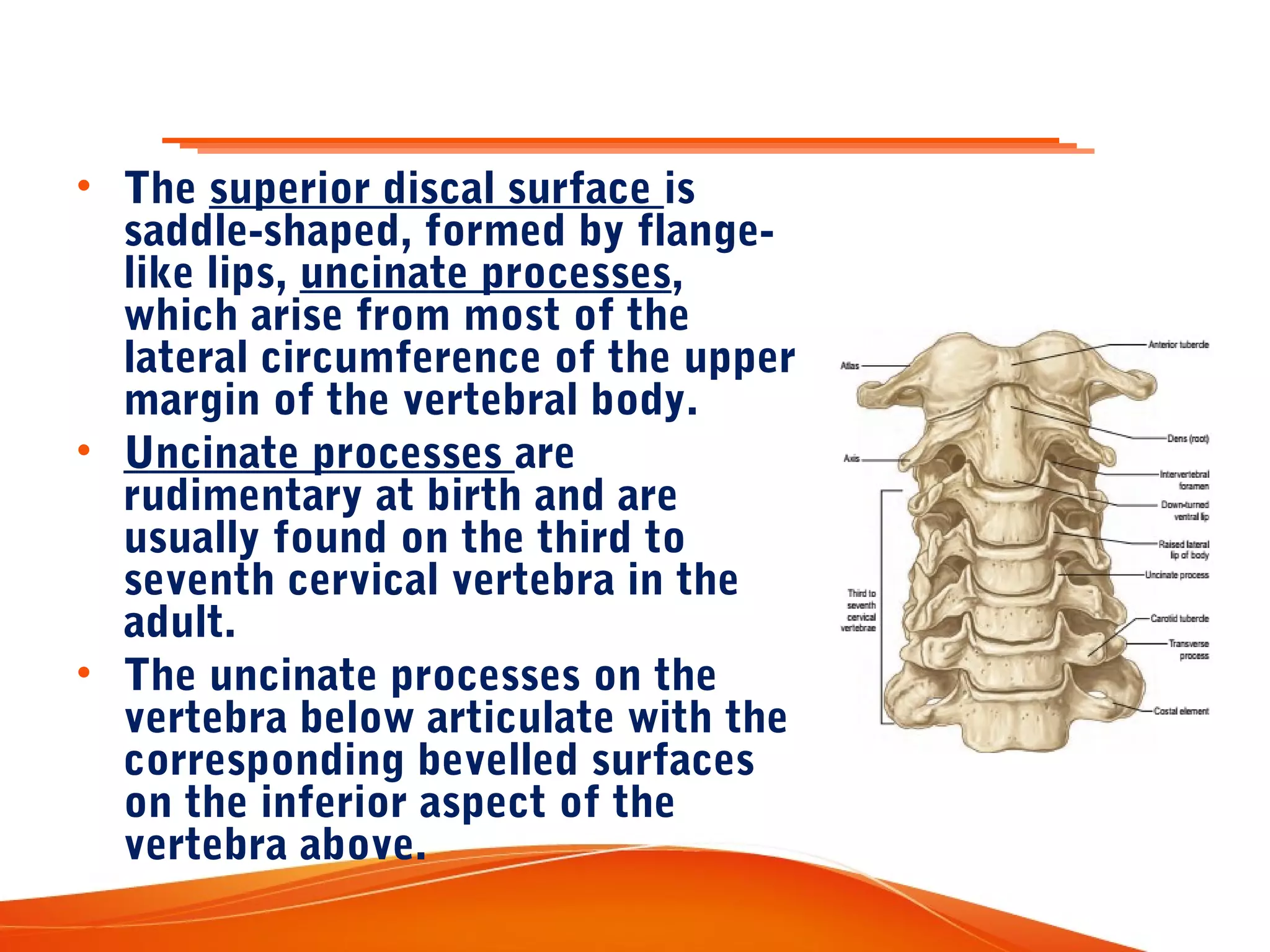 Cervical spine anatomy | PPT