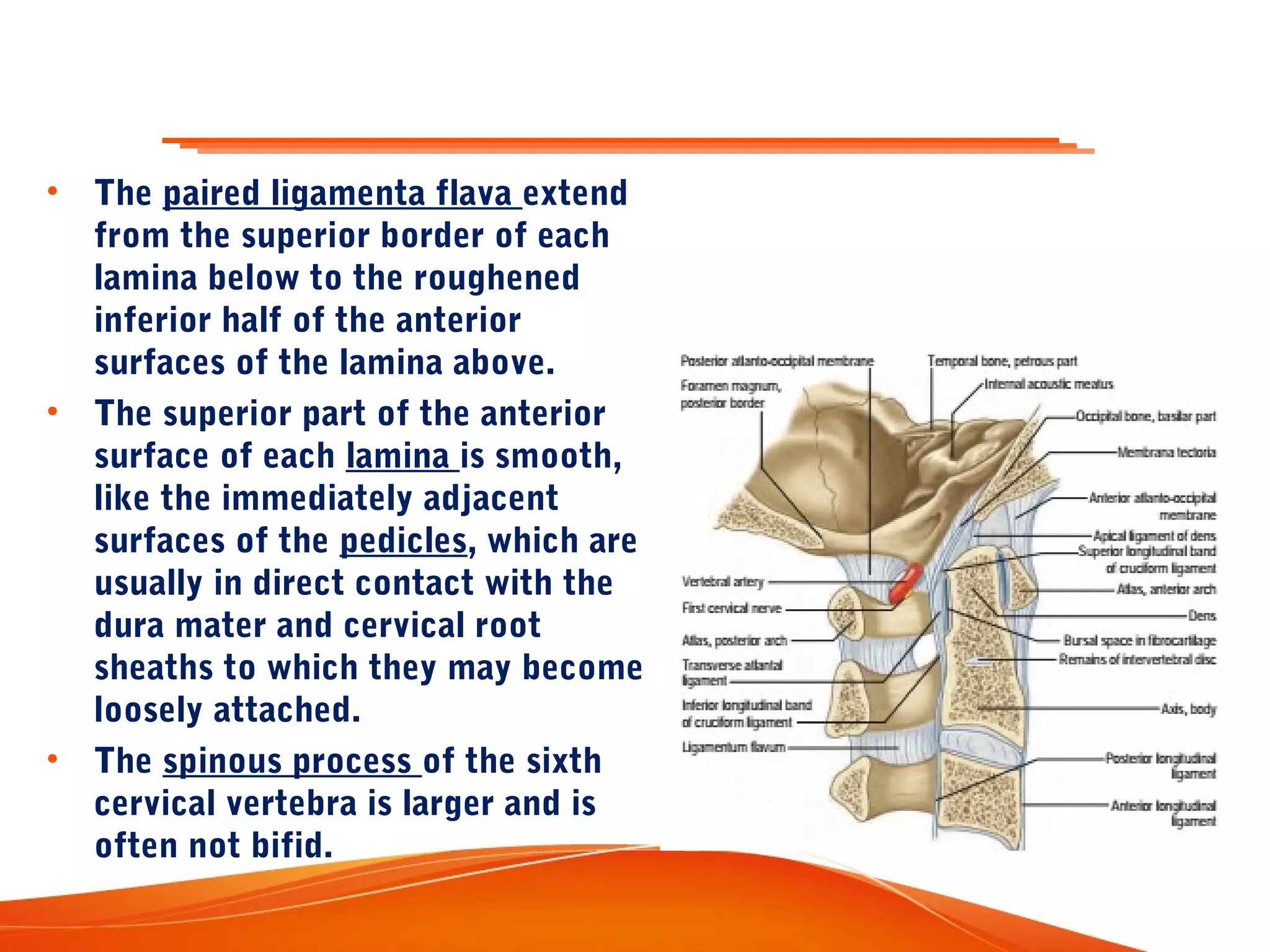 Cervical spine anatomy | PPT
