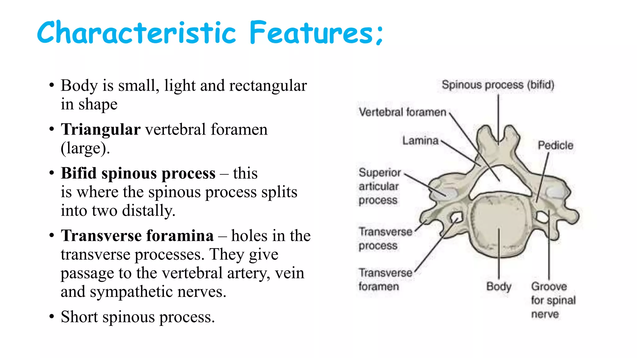Cervical spine anatomy.pptx