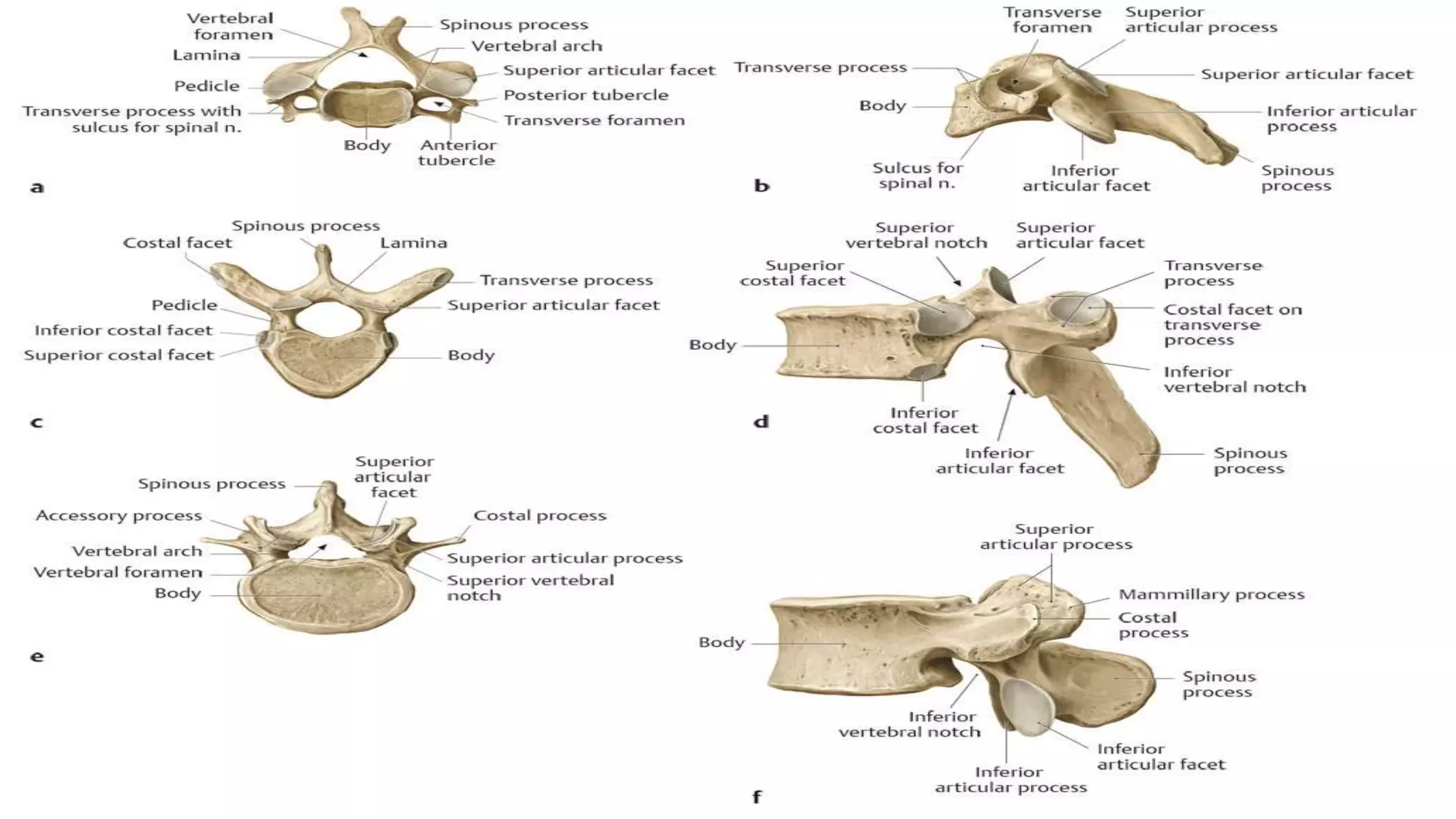 Cervical spine anatomy.pptx