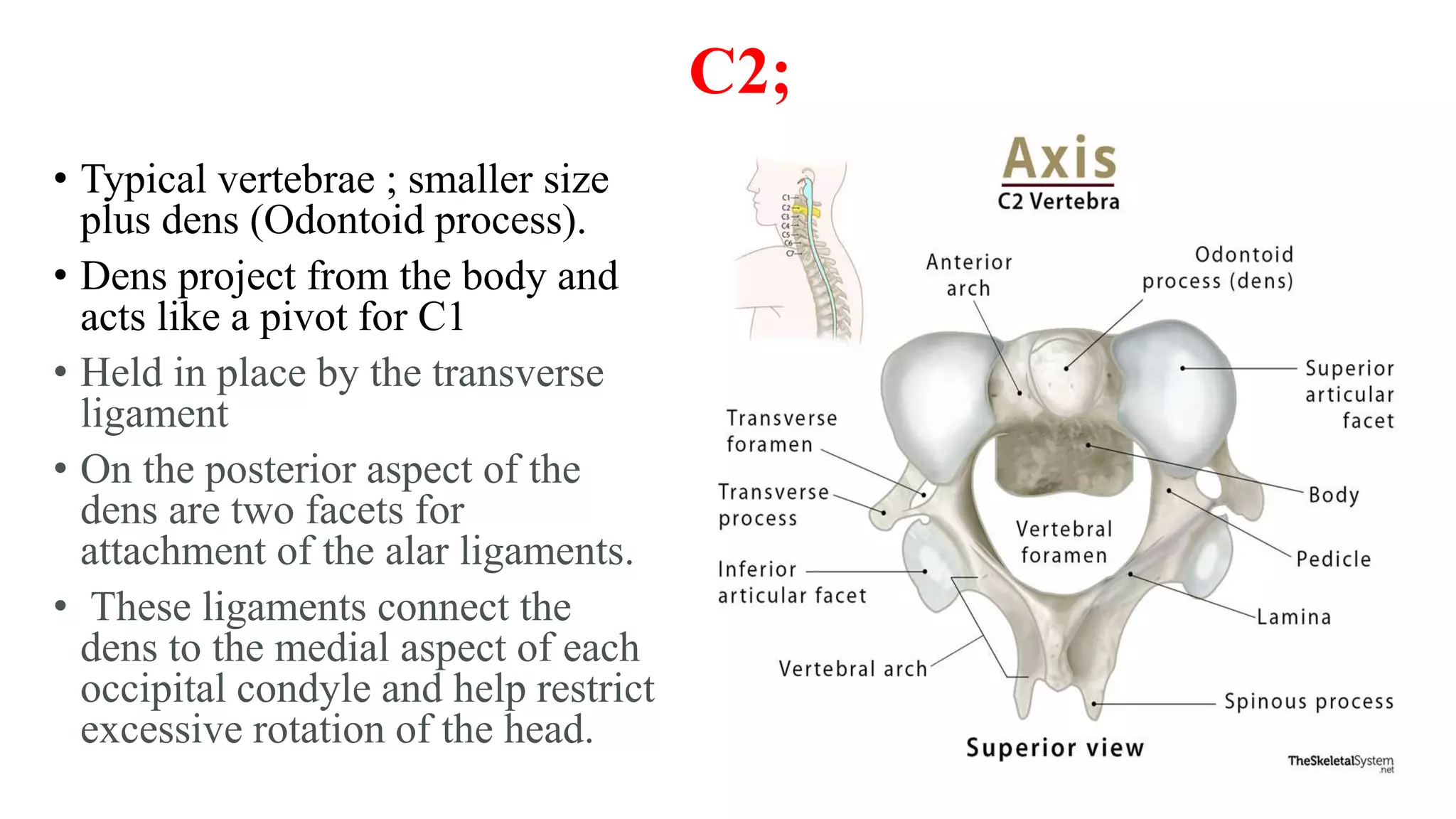Cervical spine anatomy.pptx