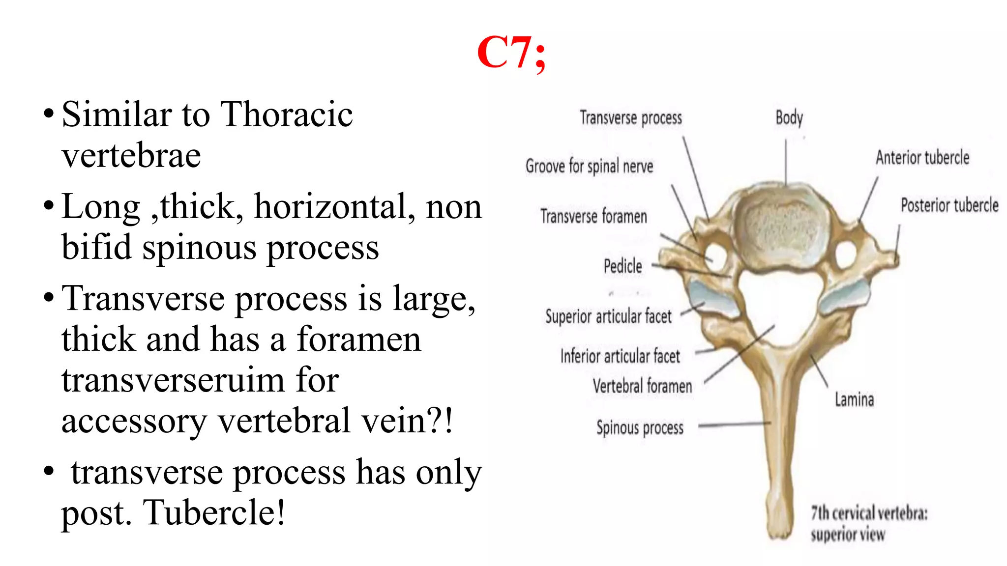 Cervical spine anatomy.pptx