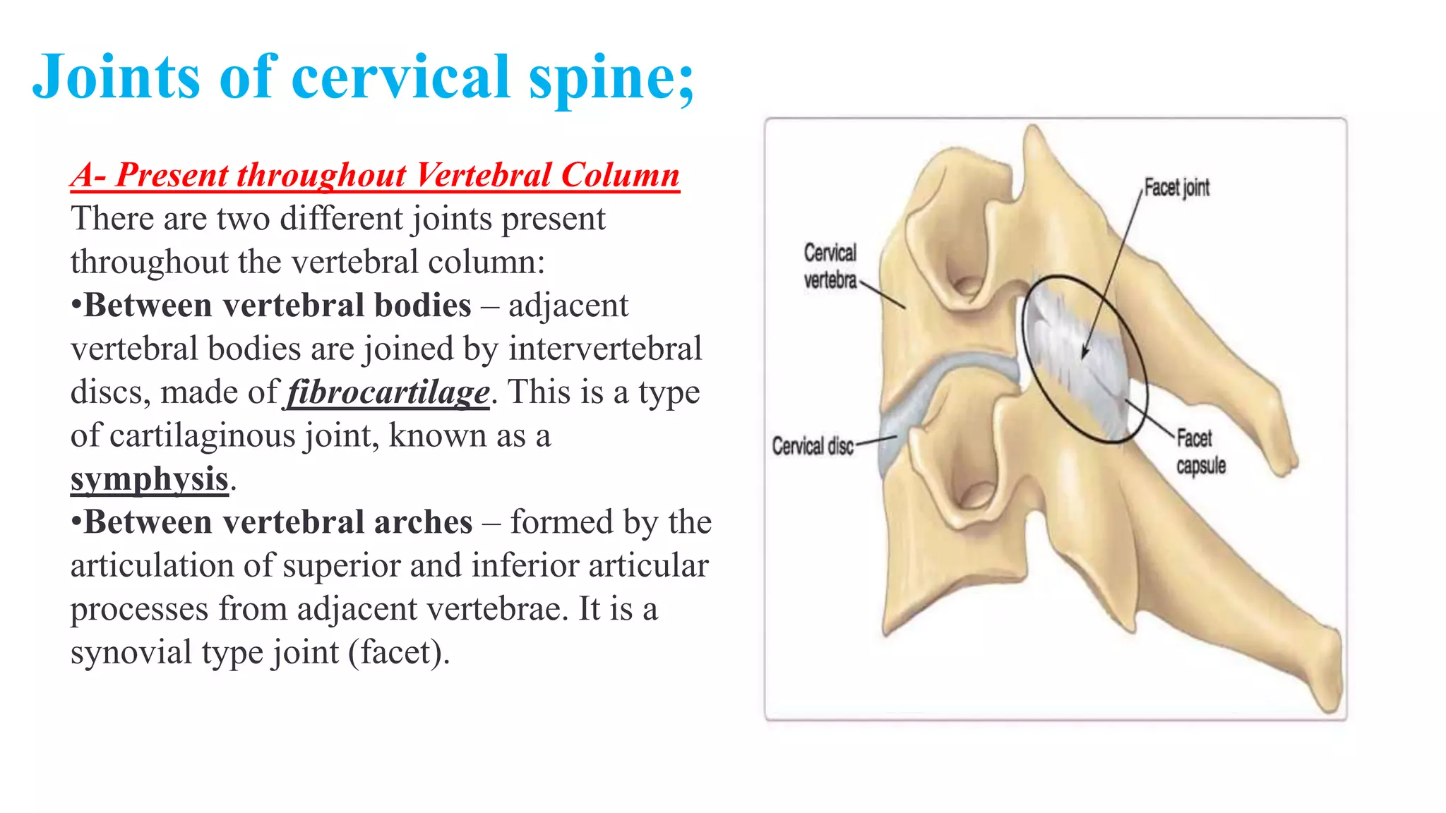 Cervical spine anatomy.pptx