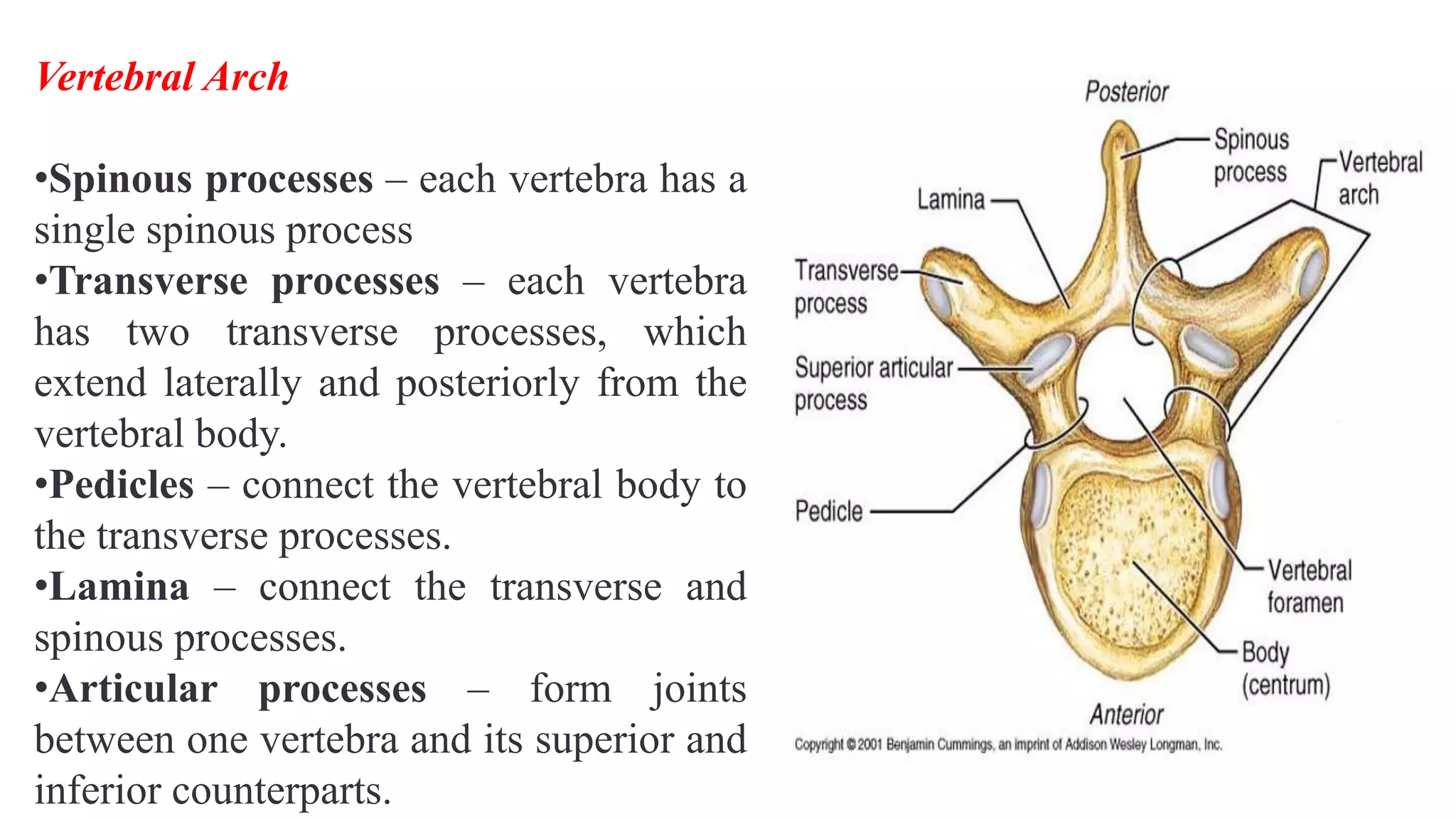 Cervical spine anatomy.pptx