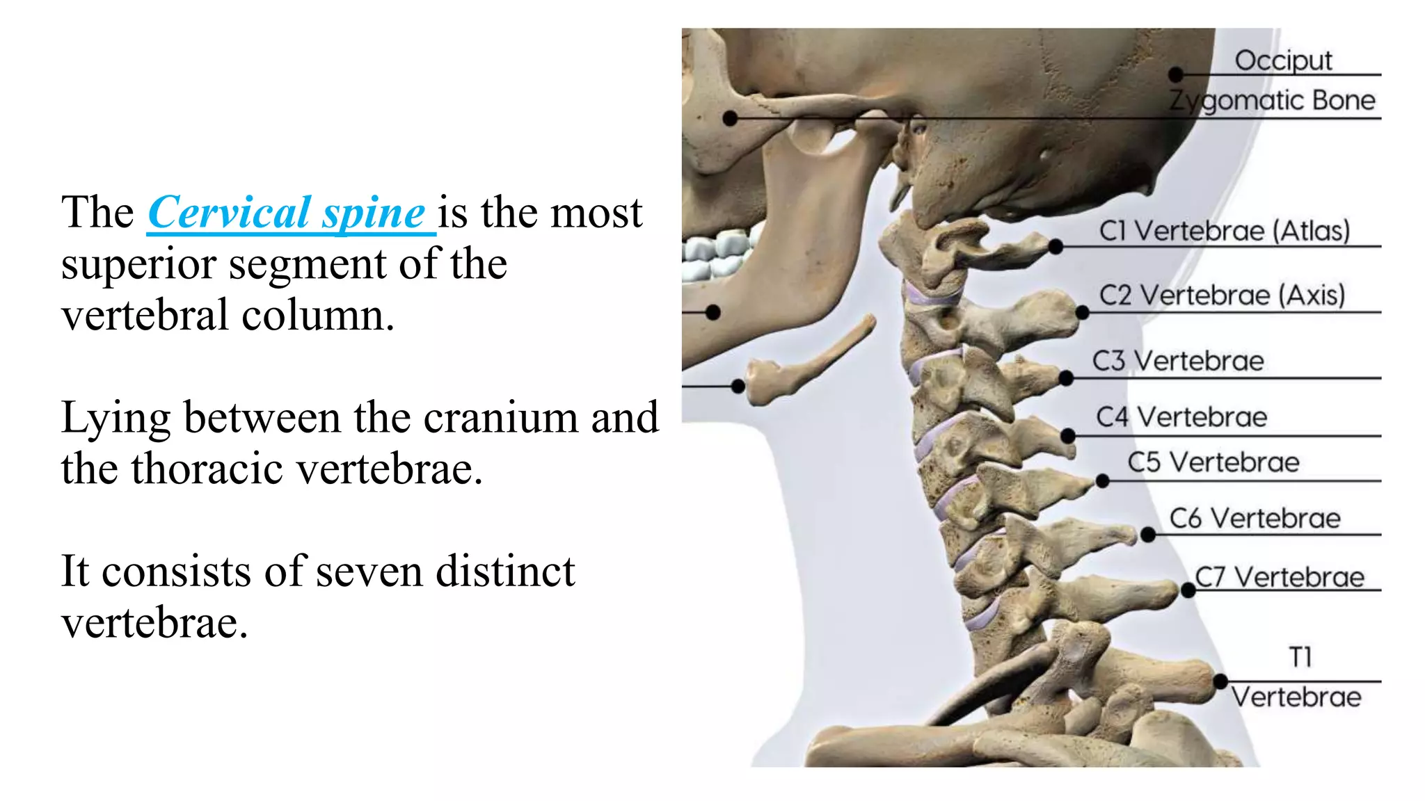 Cervical spine anatomy.pptx