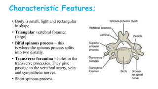 Cervical spine anatomy.pptx