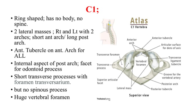Cervical spine anatomy.pptx