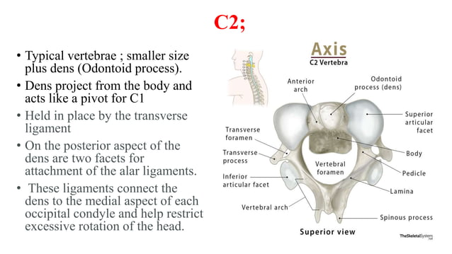 Cervical spine anatomy.pptx