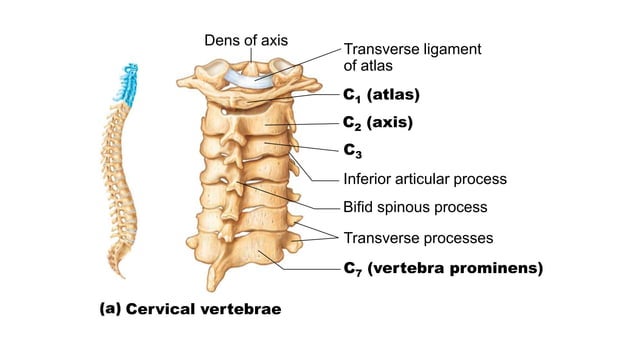 Cervical spine anatomy.pptx