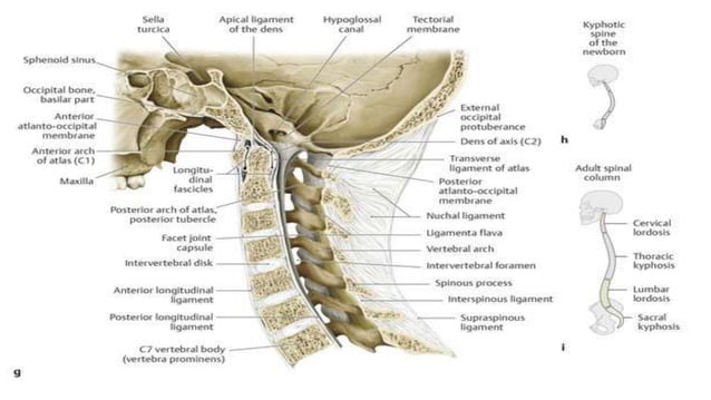 Cervical spine anatomy.pptx