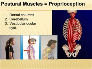 Cervical spine and shoulder problems | PPT
