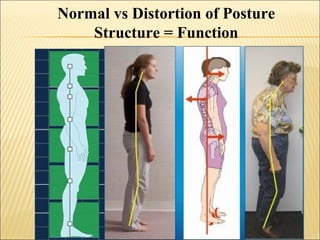 Cervical spine and shoulder problems | PPT