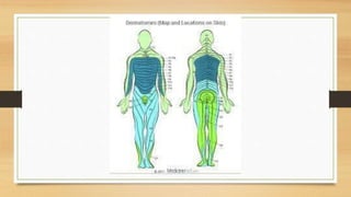 cervical spine assessment. Physiotherapy Assessment | PPTX