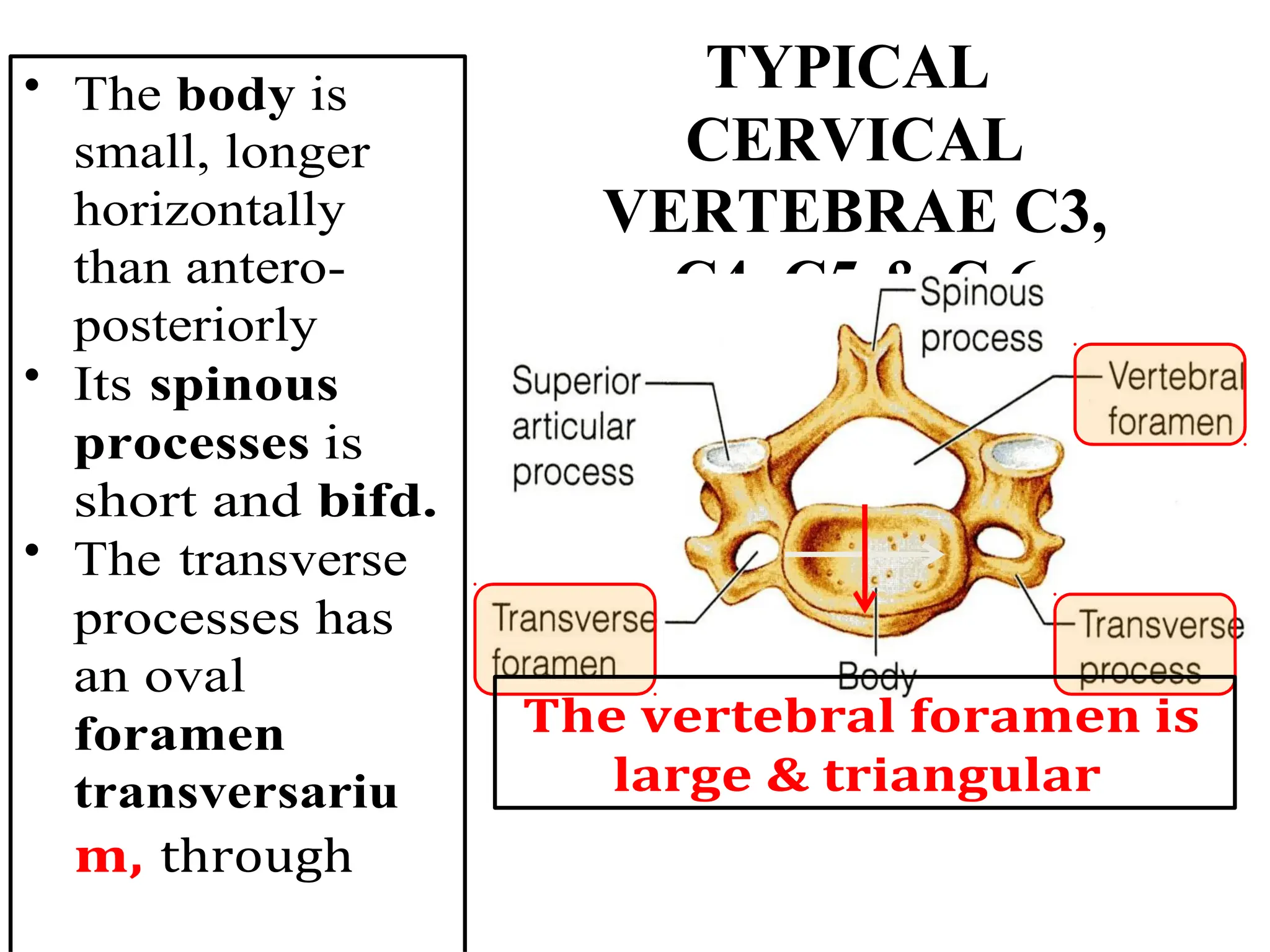 cervical spine mobilization manual therapy .pdf