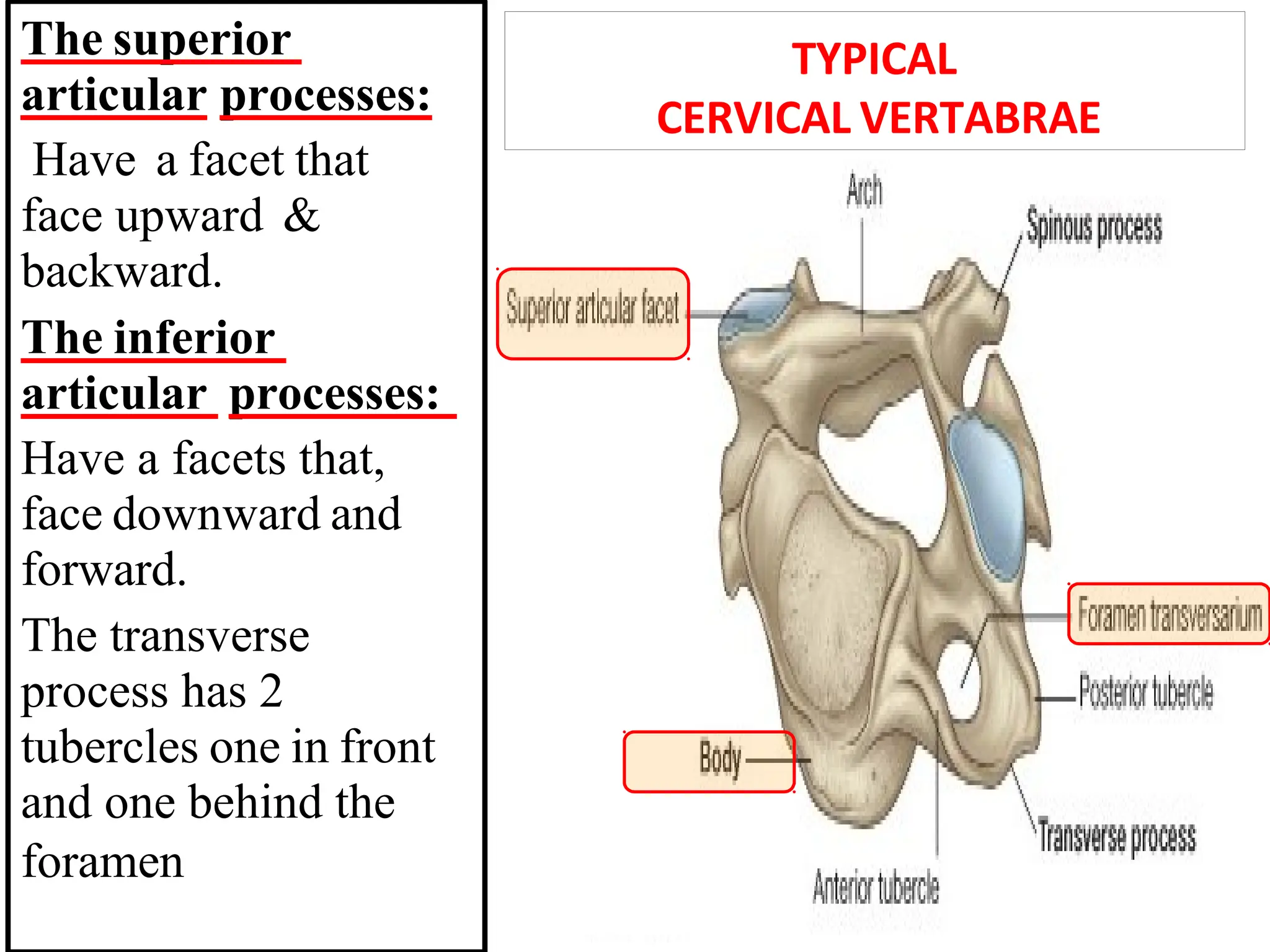 cervical spine mobilization manual therapy .pdf
