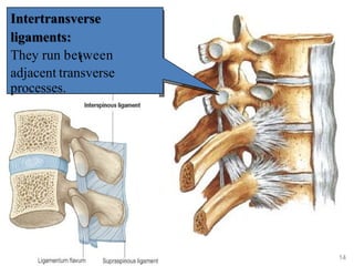 cervical spine mobilization manual therapy .pdf