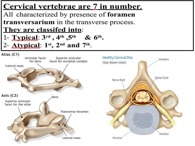 cervical spine mobilization manual therapy .pdf