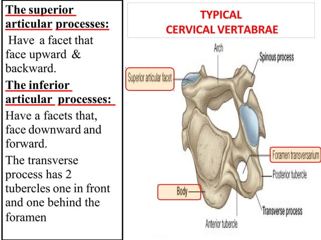 cervical spine mobilization manual therapy .pdf