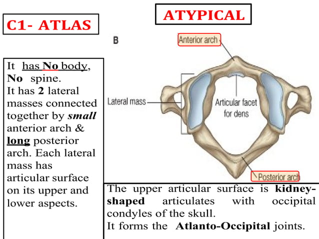 cervical spine mobilization manual therapy .pdf