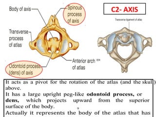 cervical spine mobilization manual therapy .pdf