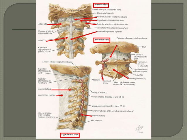 Cervical spinepathology | PPT