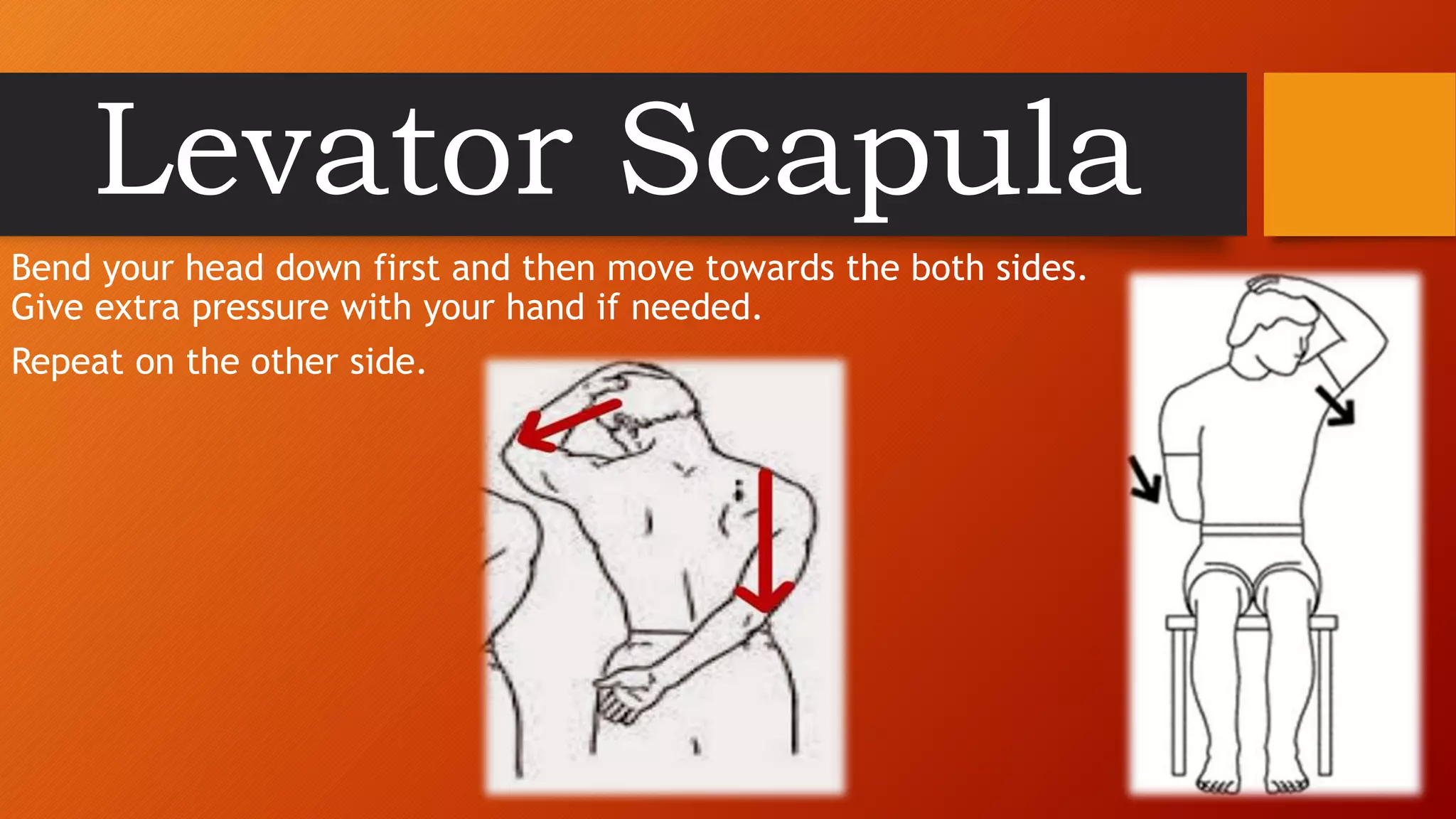 Cervical spine stretches | PPTX