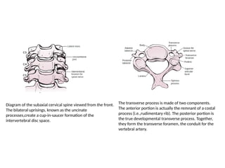 Cervical spine injuries - Upper nd Lower | PPTX
