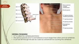 Cervical Spondylosis - An Overview of Degenerative Cervical Spine ...