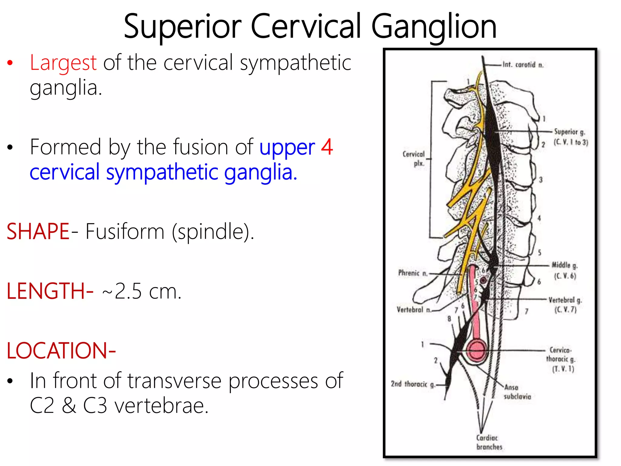 Cervical sympathetic trunks ANATOMY | PPTX