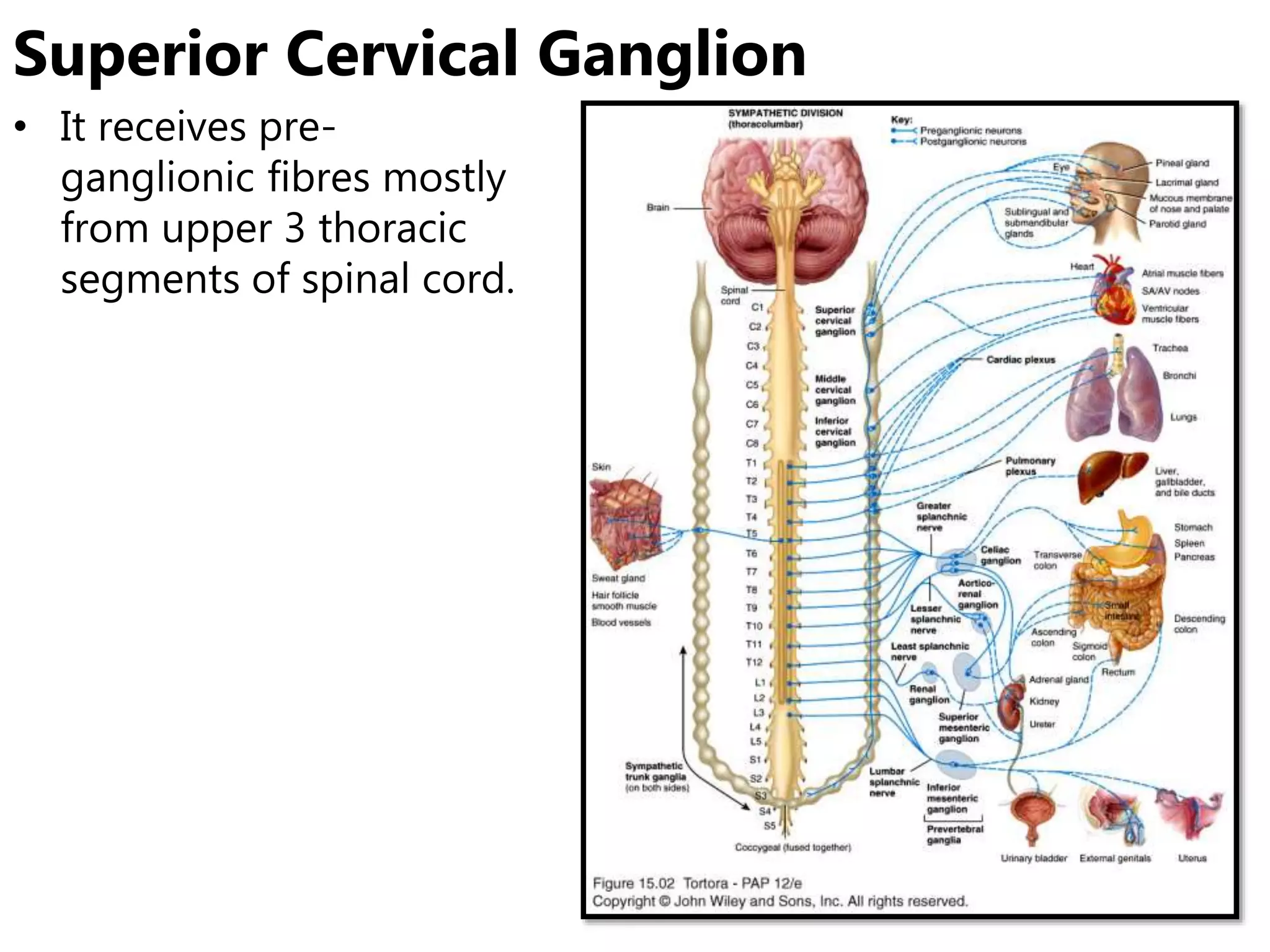 Cervical sympathetic trunks ANATOMY | PPTX