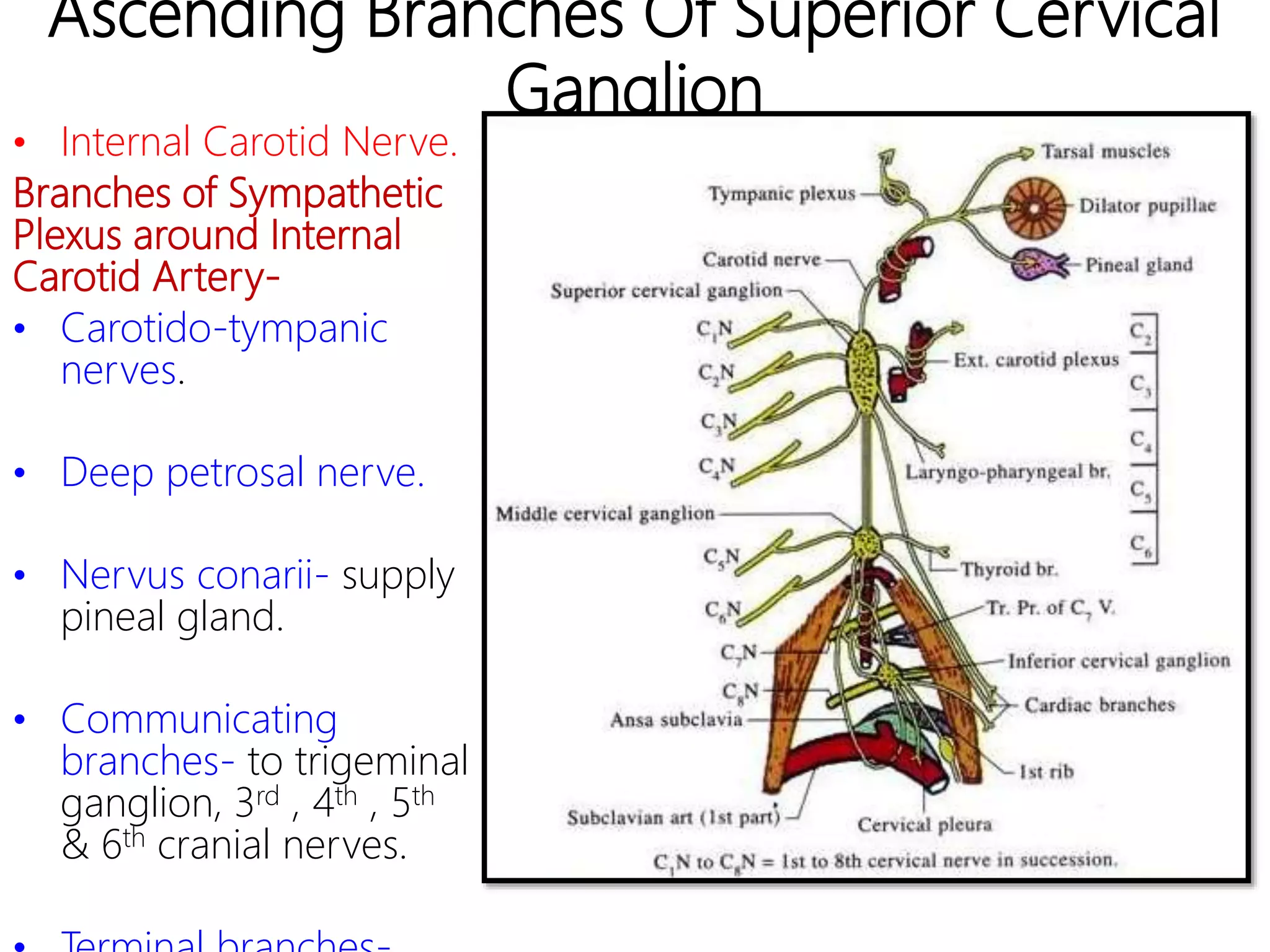 Cervical sympathetic trunks ANATOMY | PPTX