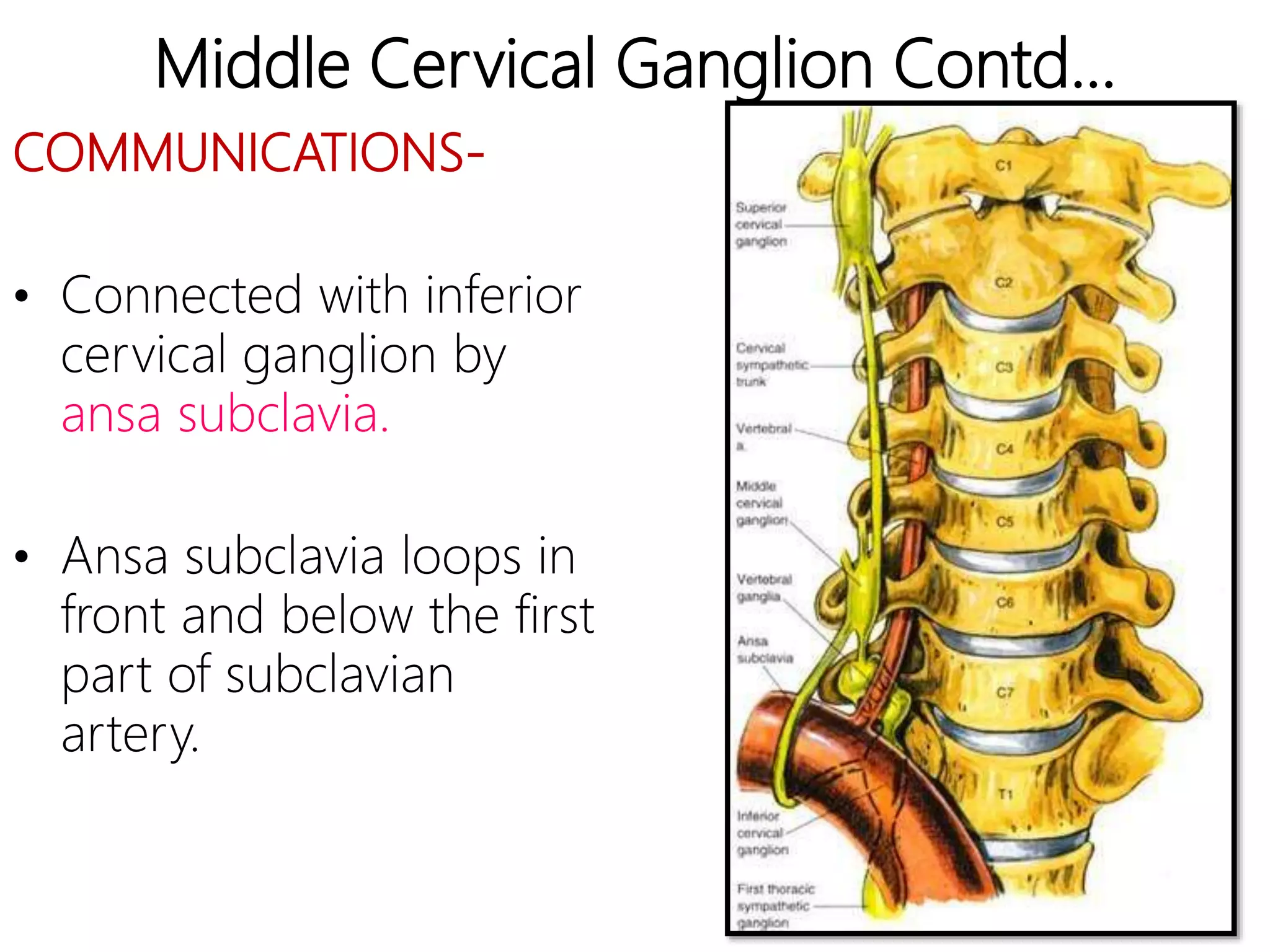 Cervical sympathetic trunks ANATOMY | PPTX