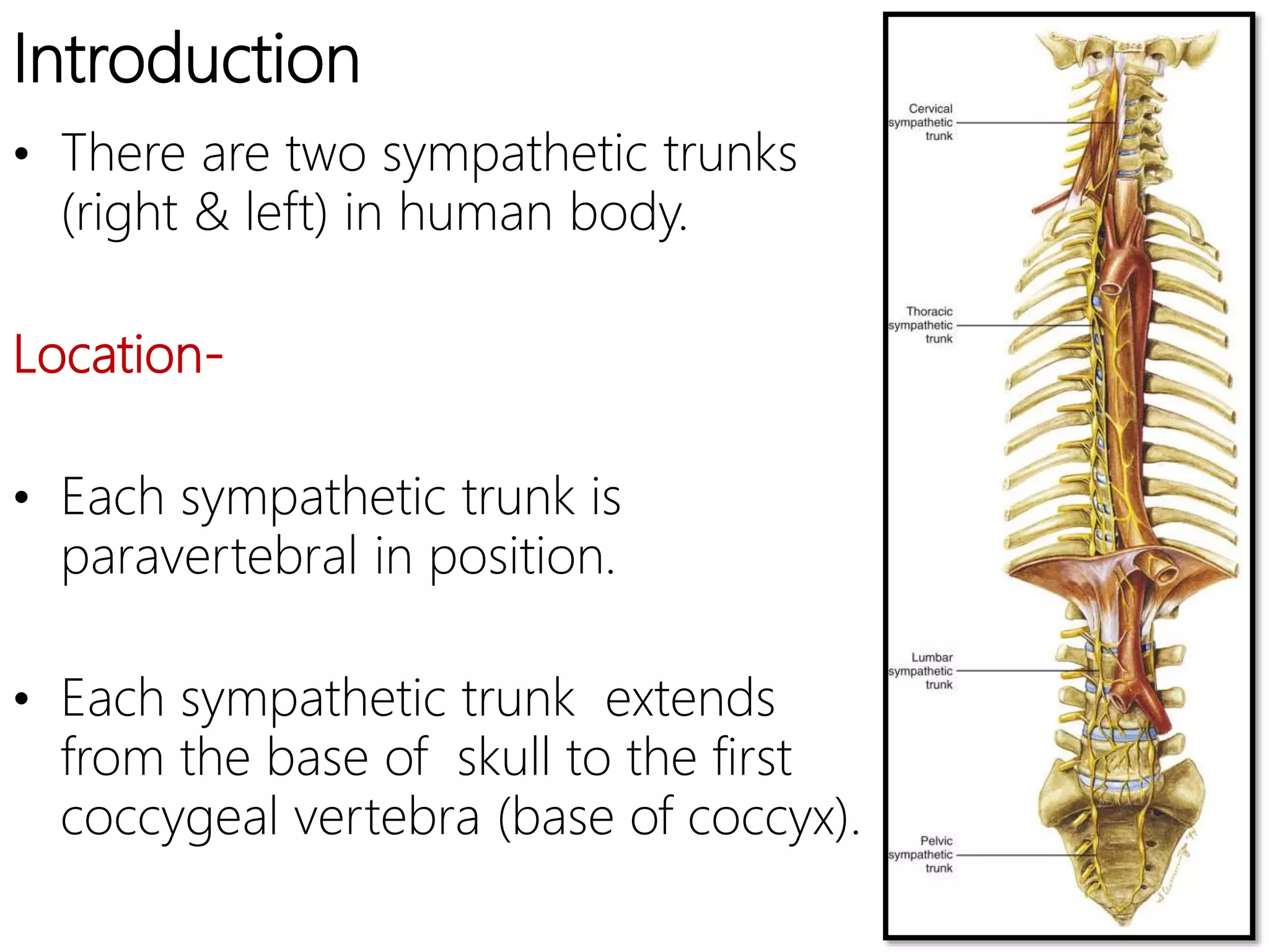Cervical sympathetic trunks ANATOMY | PPTX