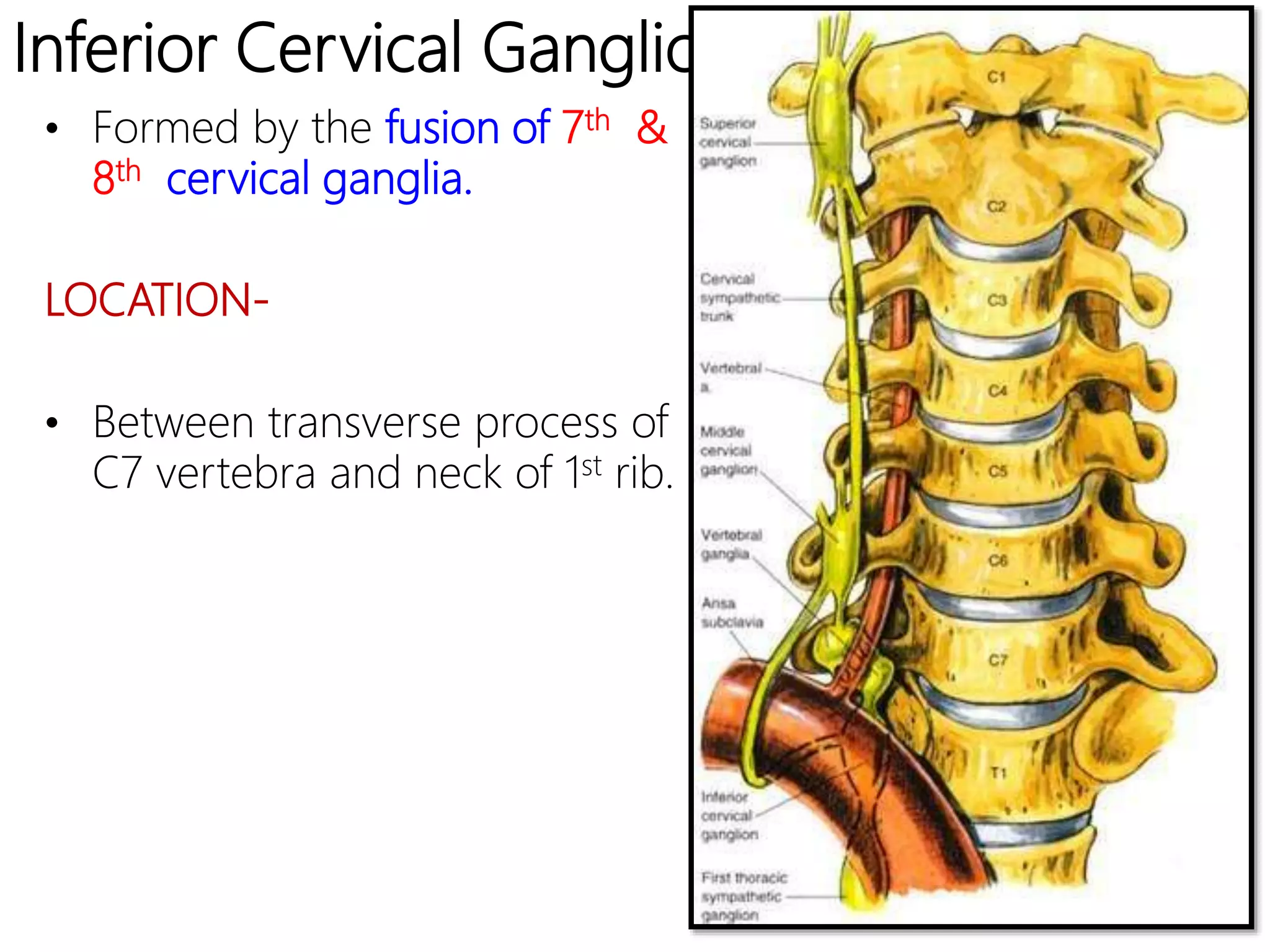 Cervical sympathetic trunks ANATOMY | PPTX