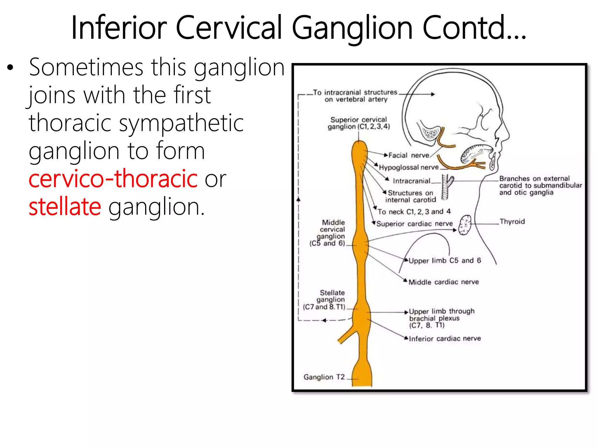 Cervical sympathetic trunks ANATOMY | PPTX