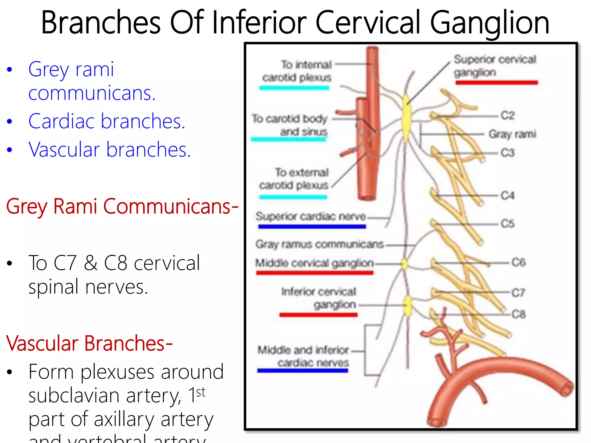 Cervical sympathetic trunks ANATOMY | PPTX