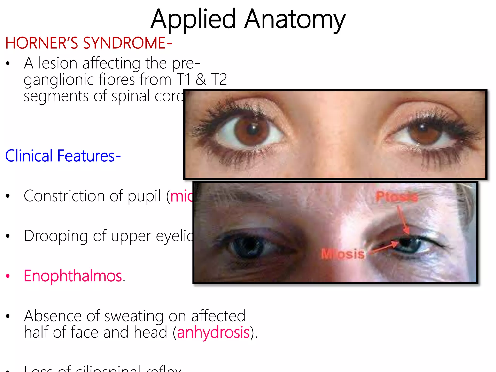 Cervical sympathetic trunks ANATOMY | PPTX