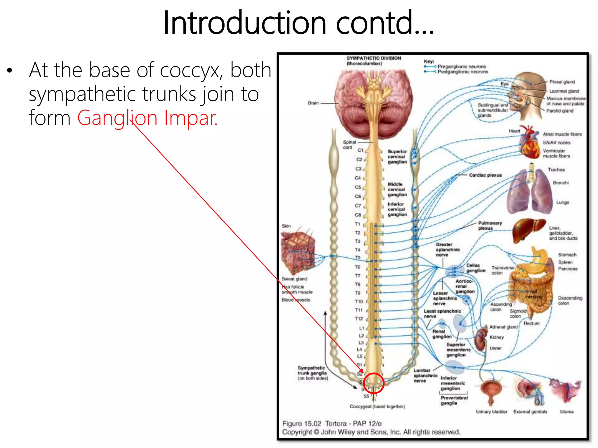 Cervical sympathetic trunks ANATOMY | PPTX