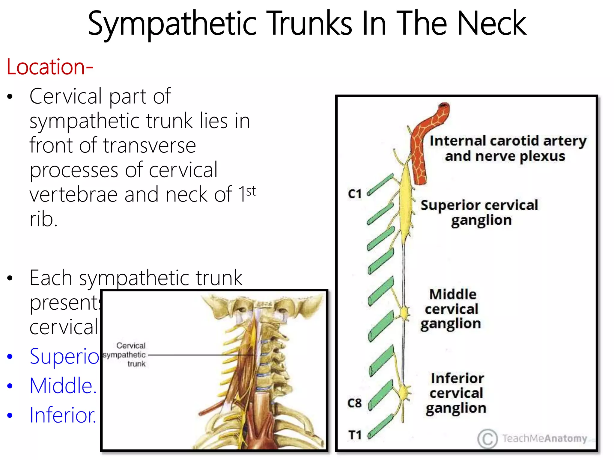 Cervical sympathetic trunks ANATOMY | PPTX
