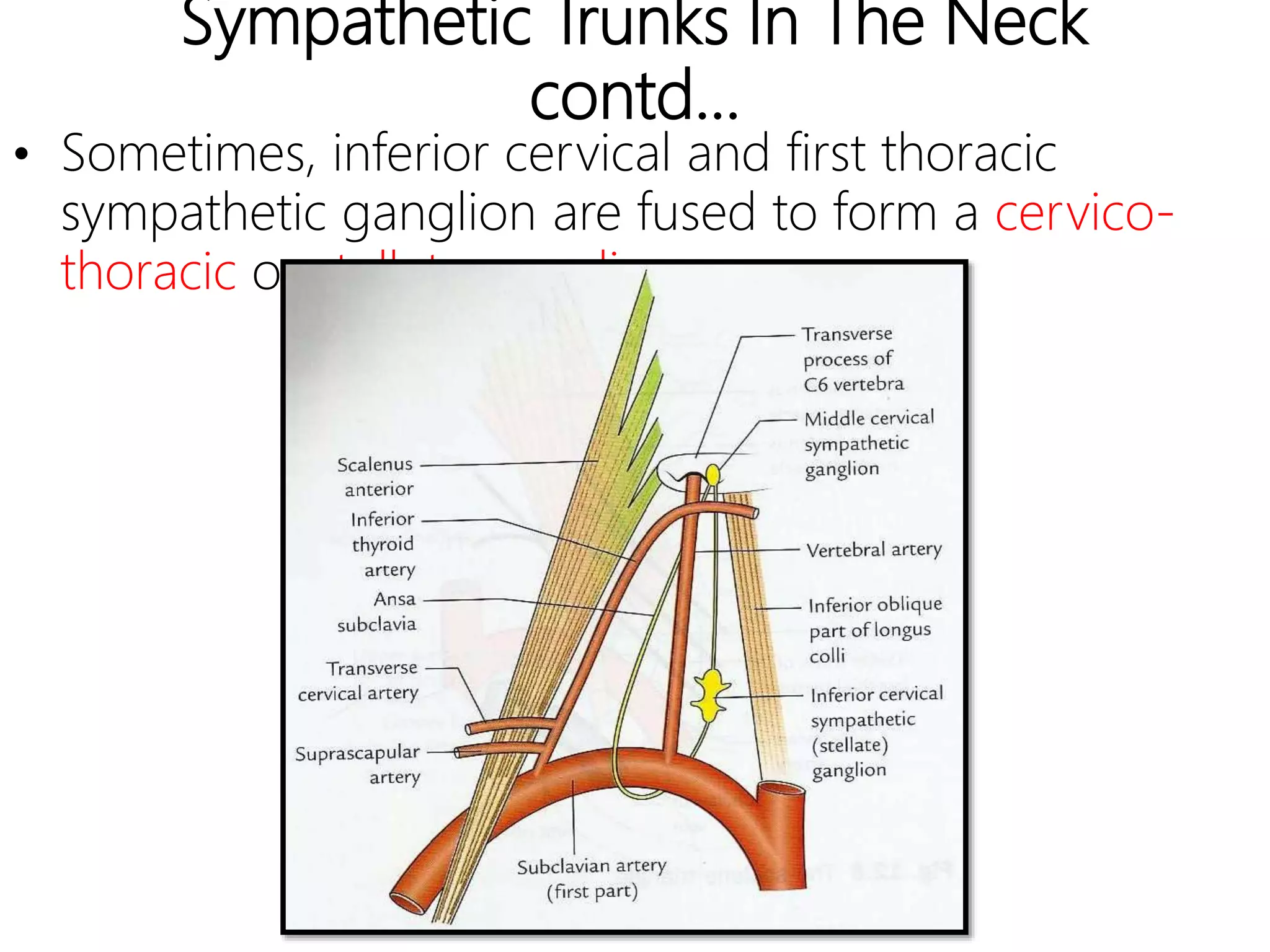 Cervical sympathetic trunks ANATOMY | PPTX