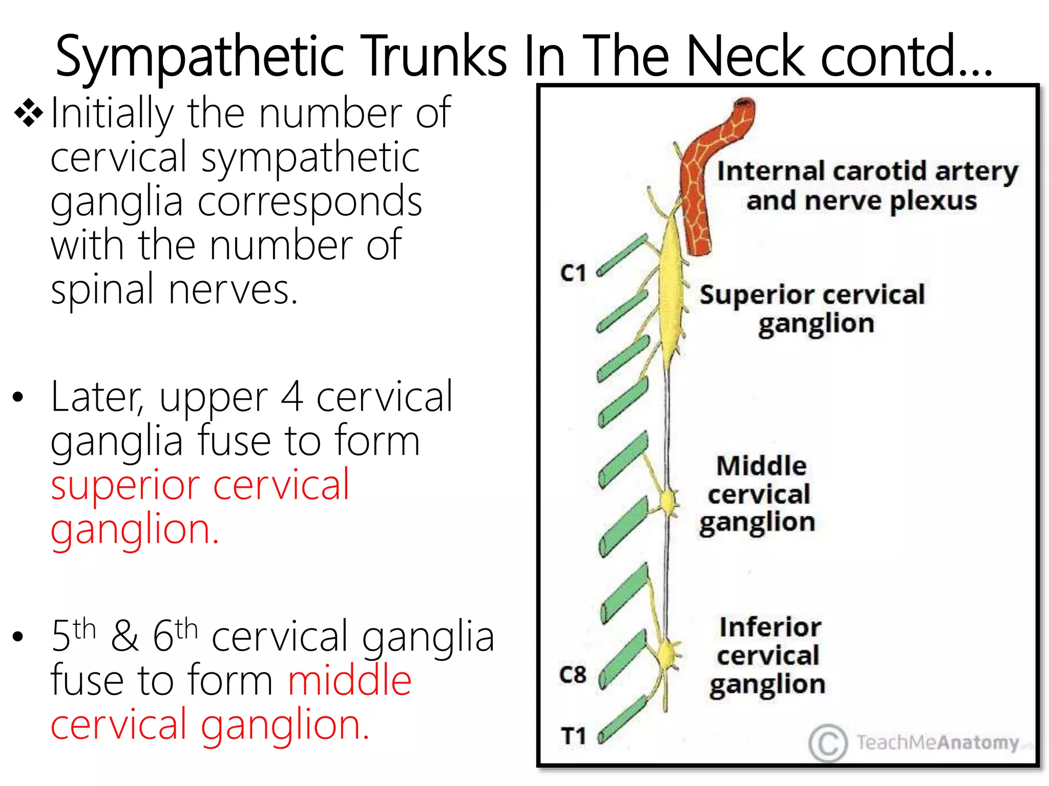 Cervical sympathetic trunks ANATOMY | PPTX