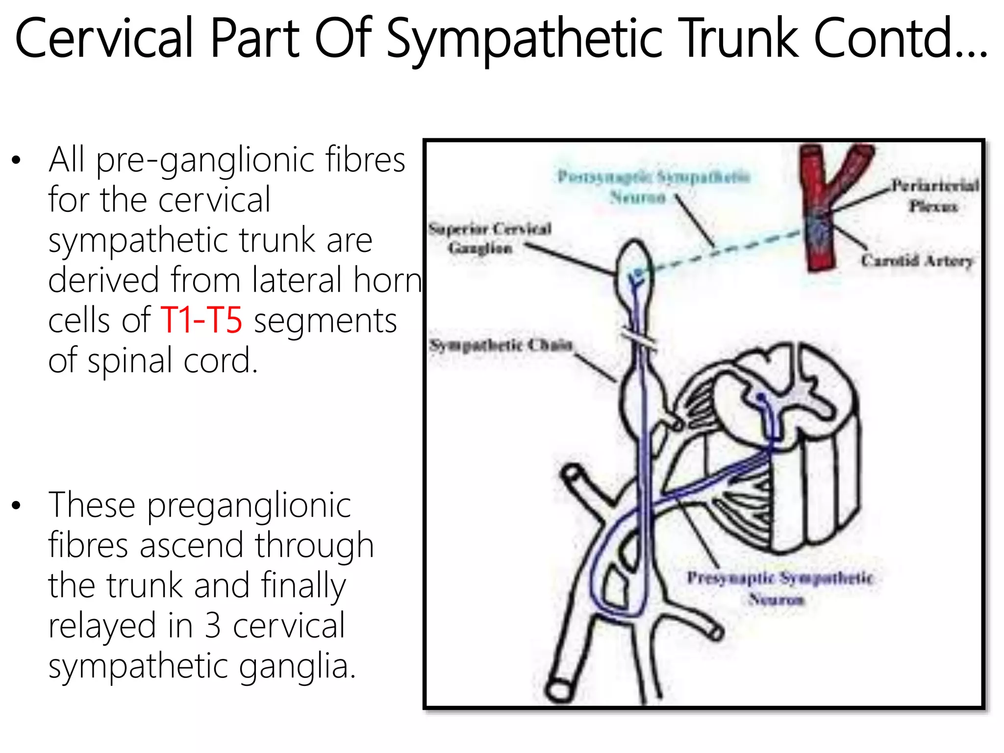 Cervical sympathetic trunks ANATOMY | PPTX