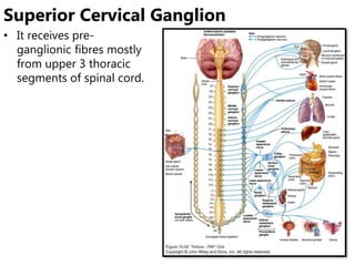 Cervical sympathetic trunks ANATOMY | PPTX