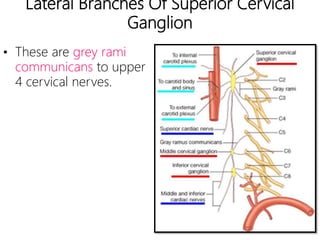 Cervical sympathetic trunks ANATOMY | PPTX